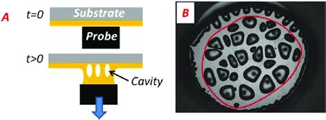 A Scheme Of The Side Viewed Fibrillar Structure Formed By The Walls Download Scientific