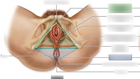 External Female Genitalia Diagram Quizlet