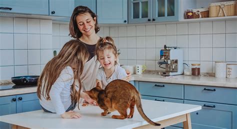 Safety In The Home For Furry Friends Bravecto Blog