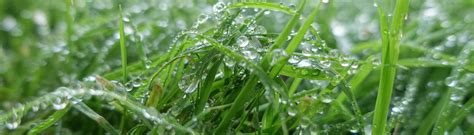 Dewy Grass Km2 • Images • Wallpaperfusion By Binary Fortress Software