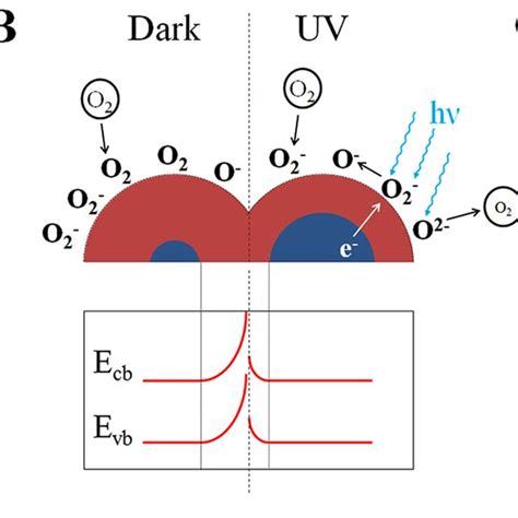 Schematics Of The Conduction Grain And Depletion Grain Boundary Download Scientific Diagram