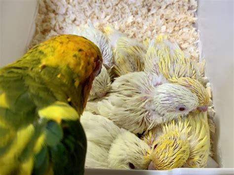 2022 12月生まれのサザナミインコ雛 エキゾチックバードライフ