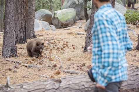 クマと遭遇、その時どうする野生の獣と出くわしたら Starthome
