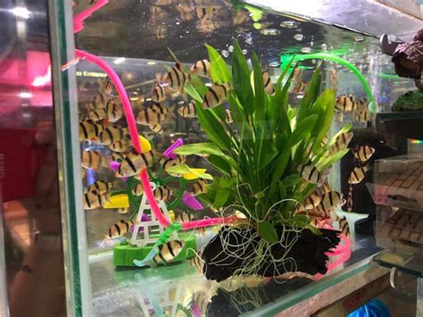 ปลาเล็กๆ เลี้ยงง่ายมากกก กินง่าย 🥰🥰 ตัวละ 10 15 บาทไปเลยจ้าาา 🚫ปลาไม่มีบริการจัดส่ง🚫 📌 ห้าง