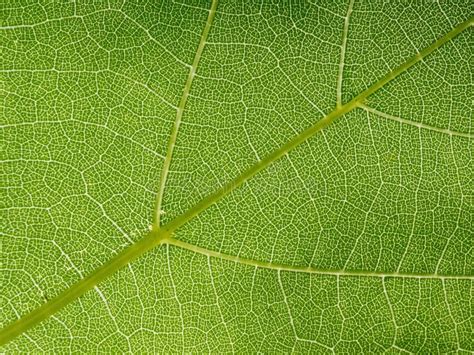 The Underside Of A Leaf S Green Texture Showing Leaves And Veins Stock