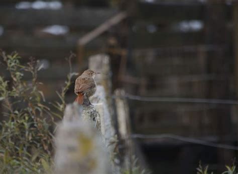 Simplemente Fotos Hornero Foto