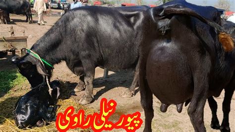 Buffaloes Fresh Rates Update Nili Ravi Buffalo Malumor Mandi