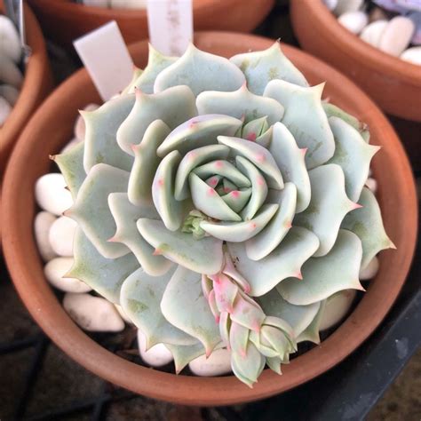 Echeveria Lola, Echeveria 'Lola' - uploaded by @Hellena