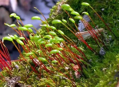 The Structure And Classification Of Mosses Variety Of Mosses Cuckoo