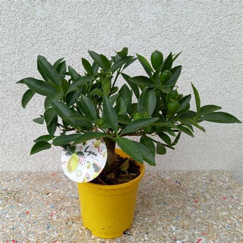 Limun U Saksiji Archives Prodaja Sadnica