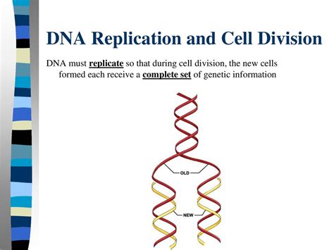 Cell Division Topics Covered Why Is Dna Replication Important Ppt