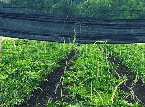 When To Use Shade Cloth In The Garden Garden Of Luma