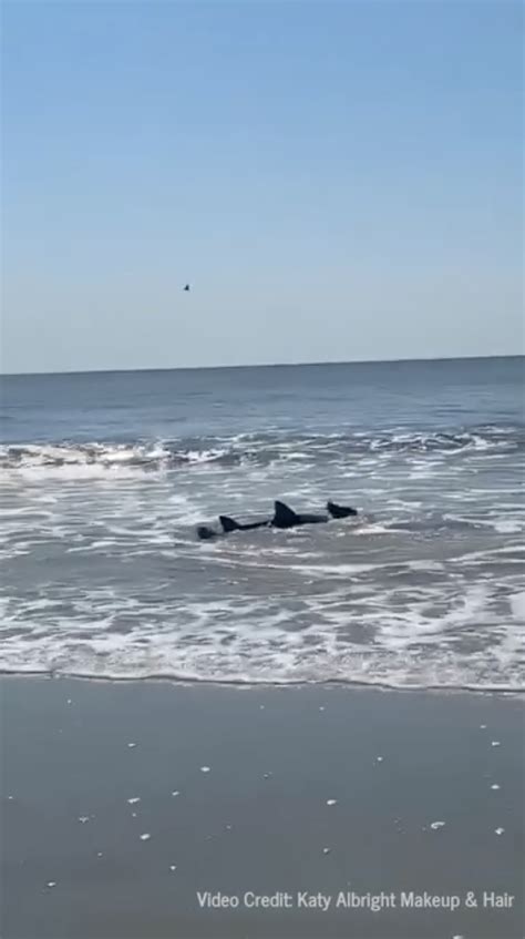 Wild Footage Shows Huge Shark Chasing Down And Devouring Other