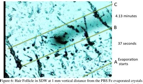 Figure 6 From THE HUMAN HAIR FOLLICLE PULSATING BIOMAGNETIC FIELD REACH AS MEASURED BY CRYSTALS