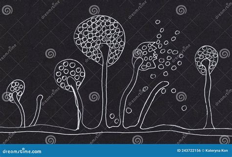 Structure Of Mucor Mold Black Fungus Stock Illustration Illustration