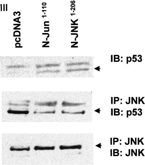 Jnk Targets P53 Ubiquitination And Degradation In Nonstressed Cells