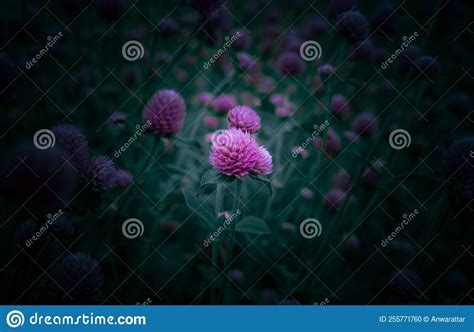 Beautiful Globe Amaranth Flower With Selective Focus And Dark Vintage