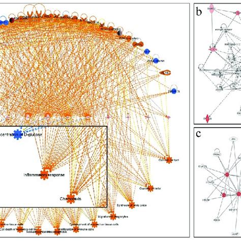 Network Pathway Analysis Network Pathway Analysis Of The Download