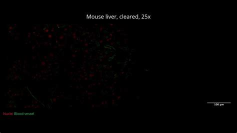 Bliq Photonics On Linkedin Happyholidays Fluorescence Multiphoton