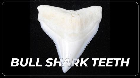 How Many Teeth Does A Bull Shark Have