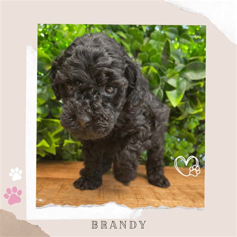 Brandy Info Page Toy Cavoodles Melbourne