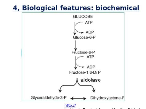 Lactococcus Sp