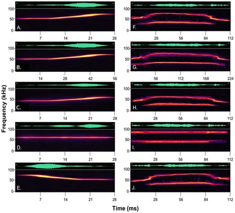 Vocalization Spectrograms Spectrograms Of Two Unmodified Vocalizations Download Scientific