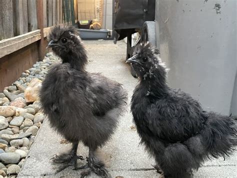 Attachments In Thread Help Sexing Silkie Chicks Backyard Chickens