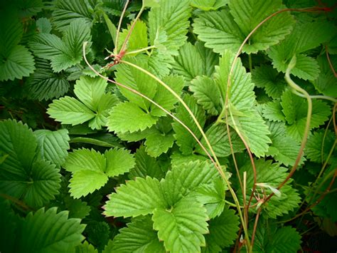 Raritäten Gärtnerei Garten Jan Walderdbeere Fragaria Vesca Varvesca