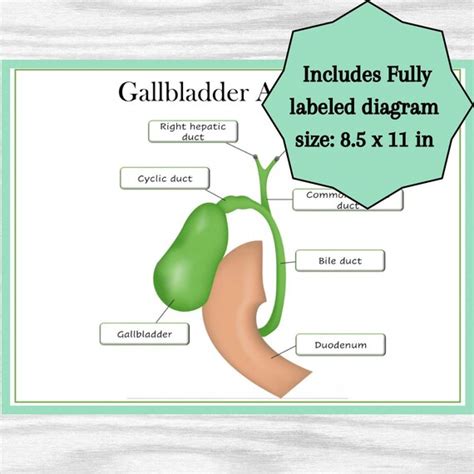 Gallbladder Anatomy Diagram