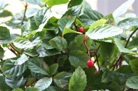 ツルコウジヤブコウジ科 えるだまの植物図鑑