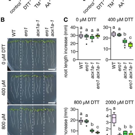 Anac017 Dependend Signaling Is Triggered By Dtt And Is Required To