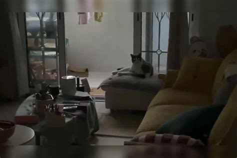 猫我妈没告诉我们家里会来人啊！