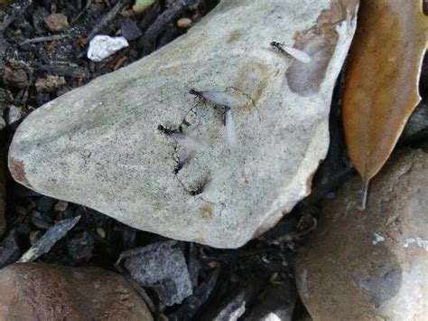 Subterranean And Formosan Termite Pest Control In Houston Tx Hartz