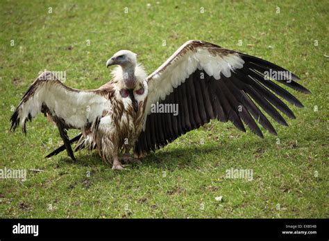 Himalayan Vulture Gyps Himalayensis Also Known As The Himalayan