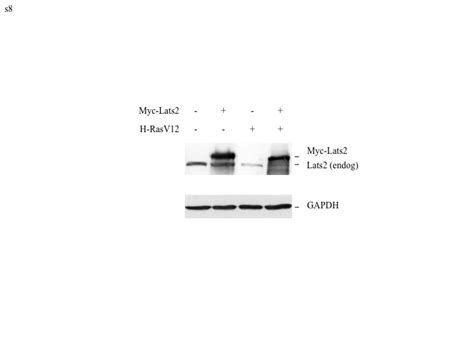 Silencing Of The Lats2 Tumor Suppressor Overrides A P53 Dependent