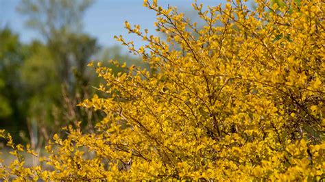 Honeycomb® Ninebark First Editions