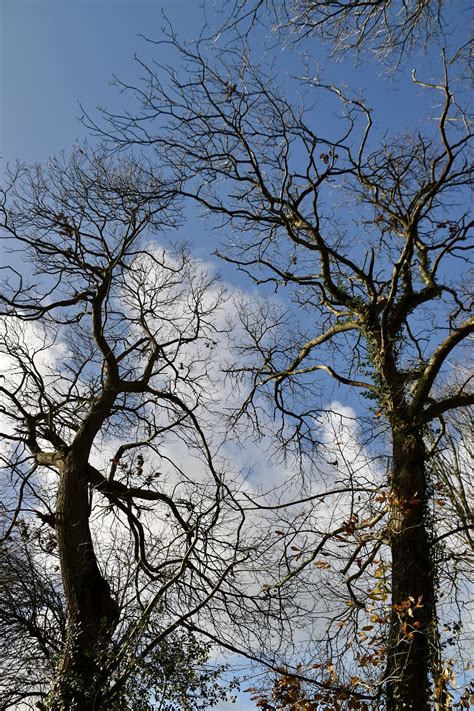 Trees Tree Branches Leafless Free Photo On Pixabay Pixabay