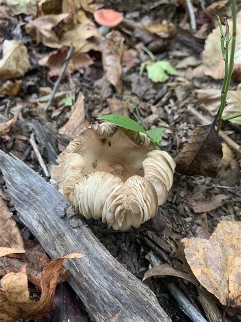 Strange Mushroom In Nj Rmushroomsandforaging