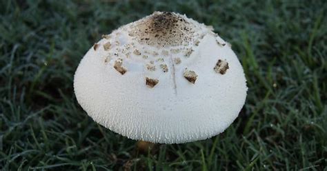 Mushroom Imgur