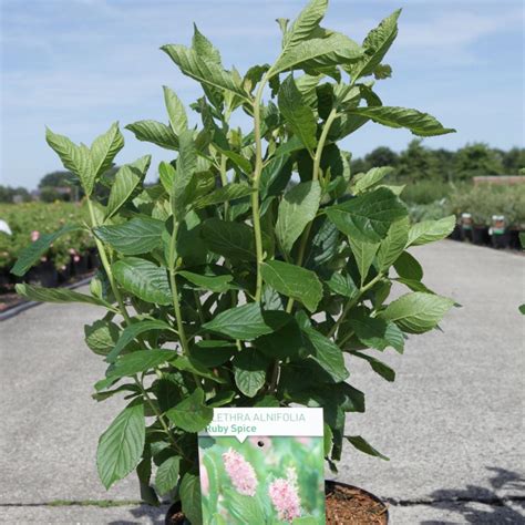 Clethra alnifolia 'Ruby Spice' - buy plants at Coolplants