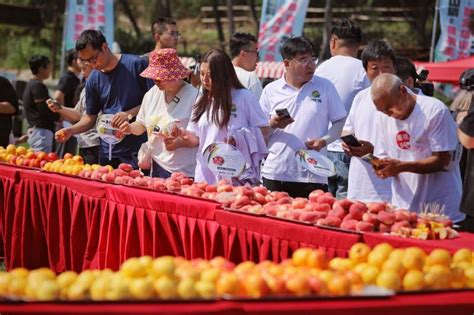平谷2024鲜桃季正式开启 名优大桃陆续上市 千龙网·中国首都网
