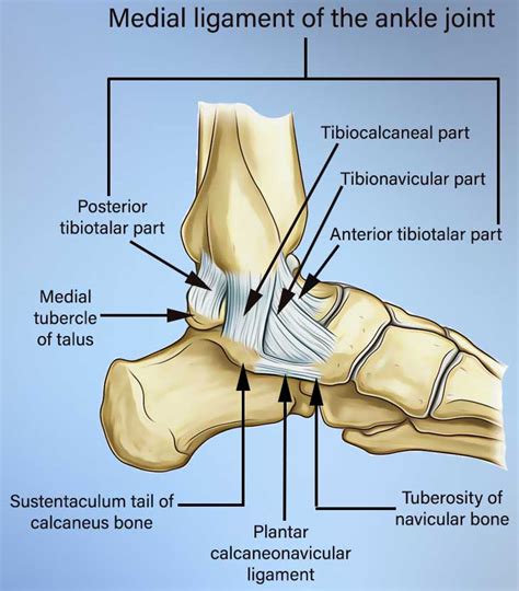 Ankle Sprain Symptoms Diagnosis And Treatment Medfog
