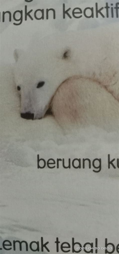 Haiwan Berbulu Tebal Dan Berhibernasi Tidur Nyenyak Galeri Tunda