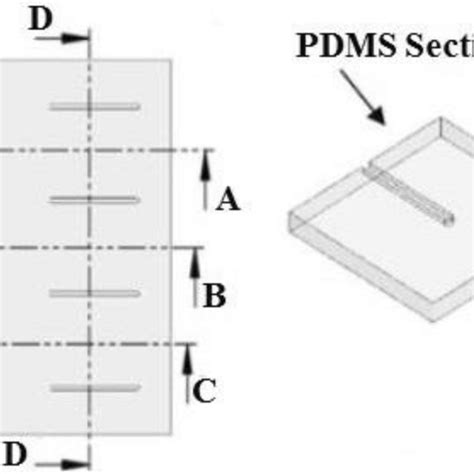 Cutting Cross Section Of Pdms Piece Download Scientific Diagram