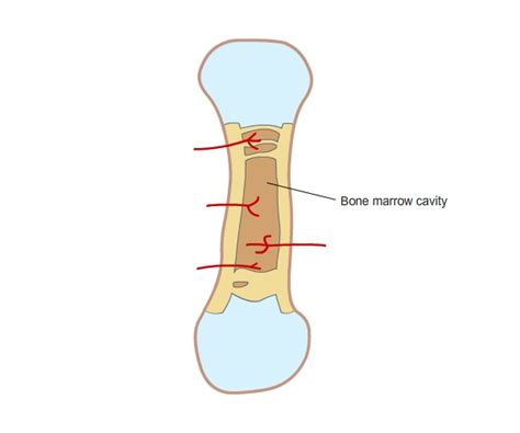 Ways Of Bone Formation A Ossification Can Occur Via Anatomy And