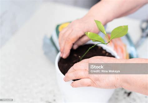 흰 냄비에 레몬 식물을 심는 노인 여성의 손 봄 심기 생태 개념 노인에 대한 스톡 사진 및 기타 이미지 노인 원예 손