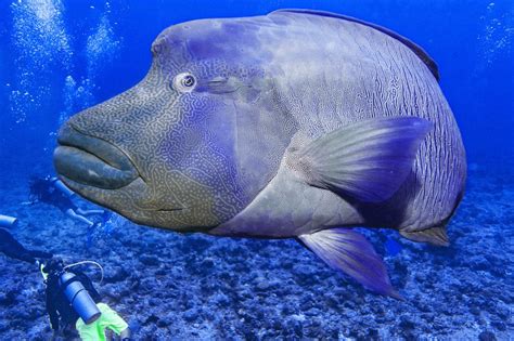 【画像】石破茂に似てるものまとめ！車や魚にキャラクターまで！