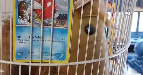 Guys I Dont Pokemon But I Caught A Magicarp What Do I Do With It