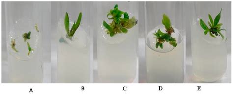 Isolation And Characterization Of Plant Growth Promoting Endophytic Fungi From The Roots Of